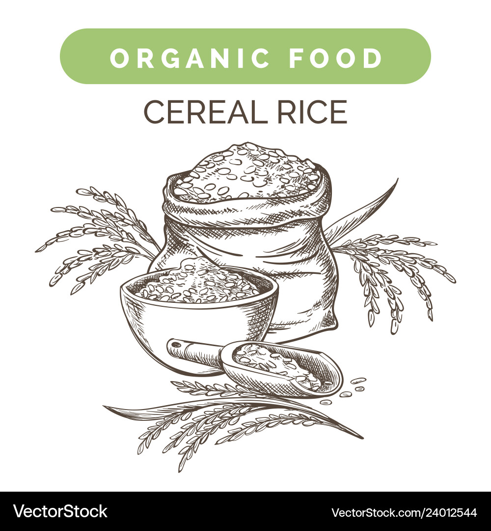 Rice harvest sketch Royalty Free Vector Image - VectorStock