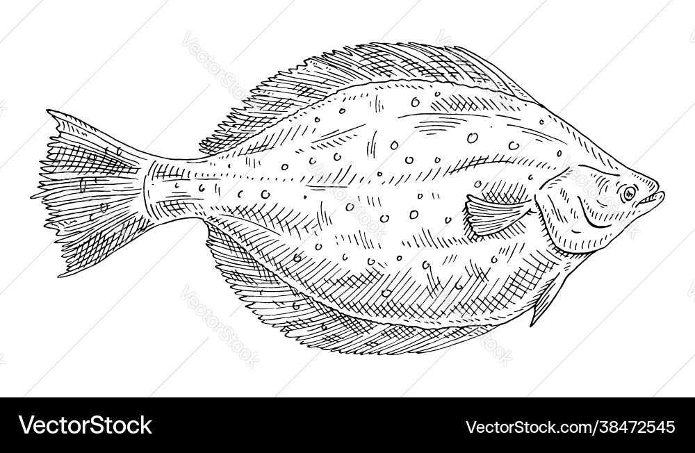Whole fresh fish flounder on white vintage Vector Image