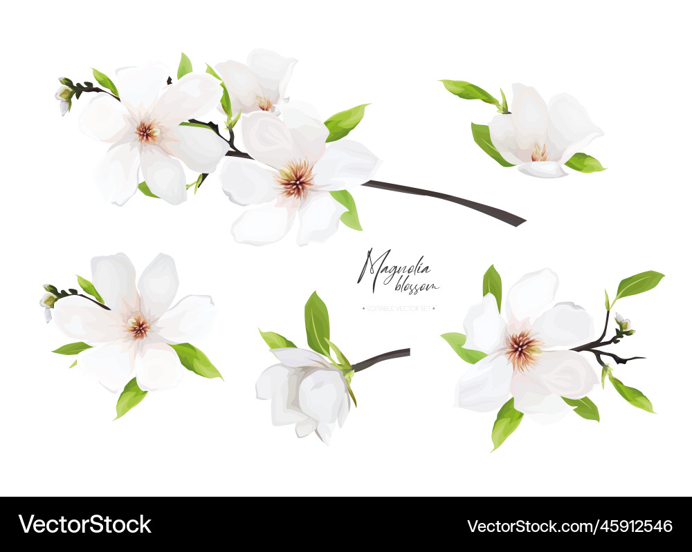 White magnolia flowers leaves branch element set Vector Image