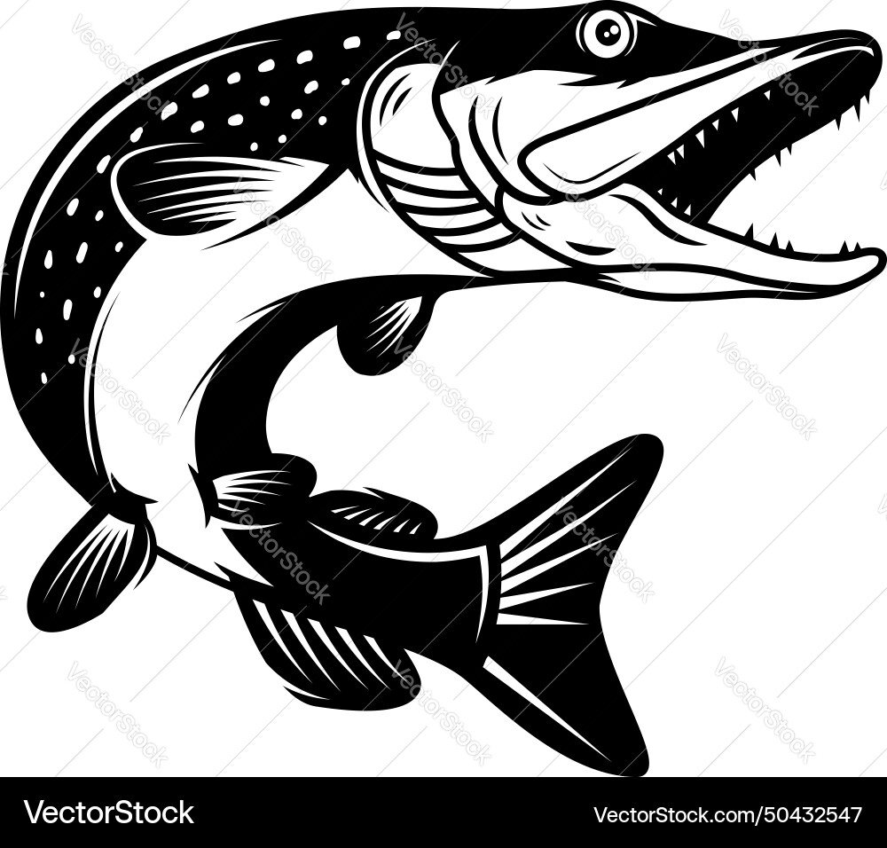 Pike fish in monochrome style isolated Royalty Free Vector