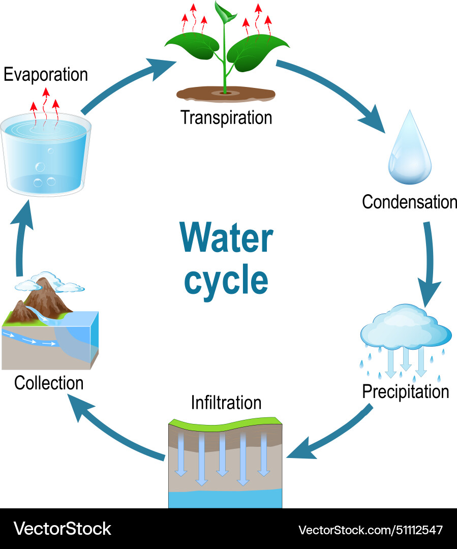 Water cycle schematic diagram Royalty Free Vector Image