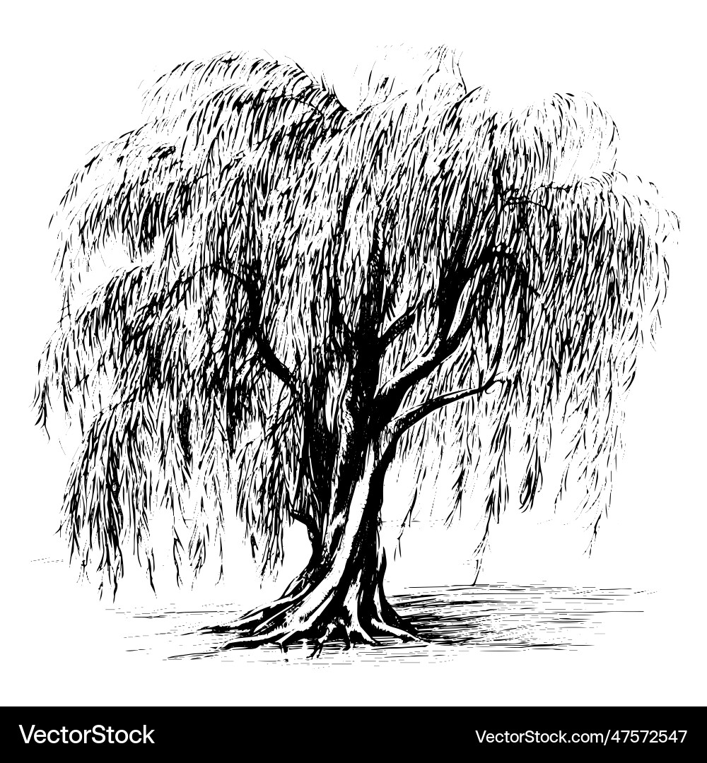 Willow drawing isolated hand drawn engraved style Vector Image