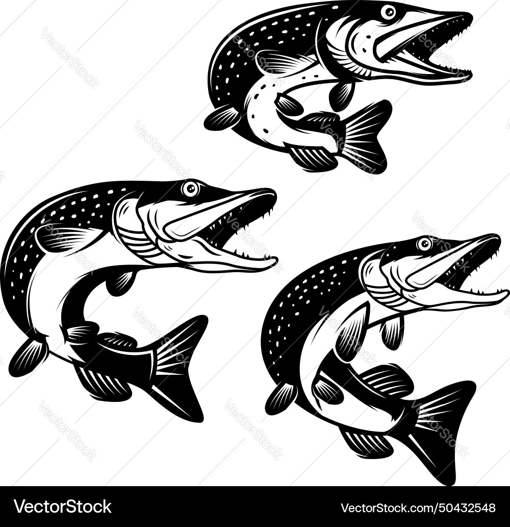 Pike fish in monochrome style isolated Royalty Free Vector