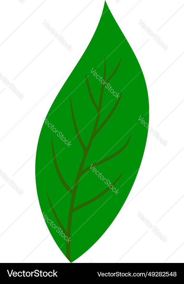 Tree leaf Royalty Free Vector Image - VectorStock