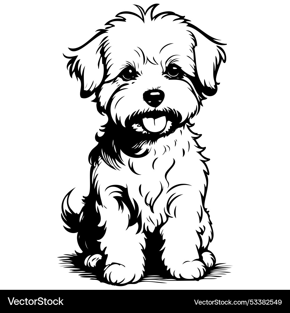 Realistic Bichon Frise Portrait Royalty Free Vector Image