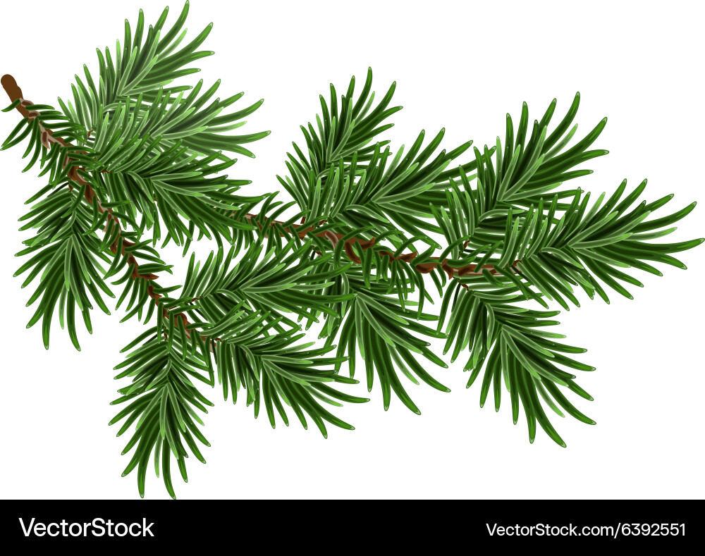 Fur-tree branch green fluffy pine Royalty Free Vector Image