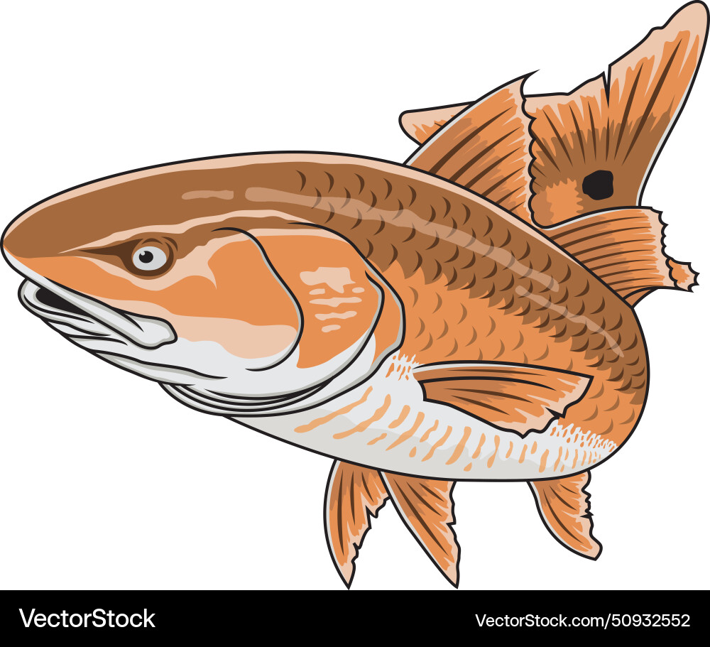 Redfish red drum fishing logo Royalty Free Vector Image