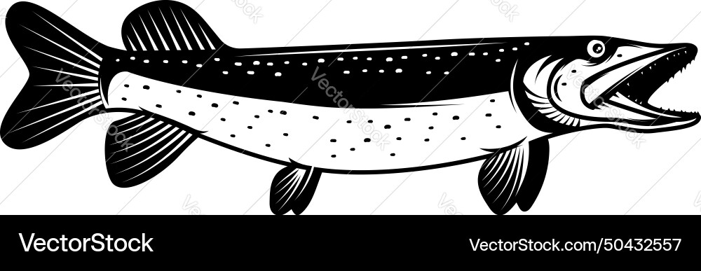Pike fish in monochrome style isolated Royalty Free Vector