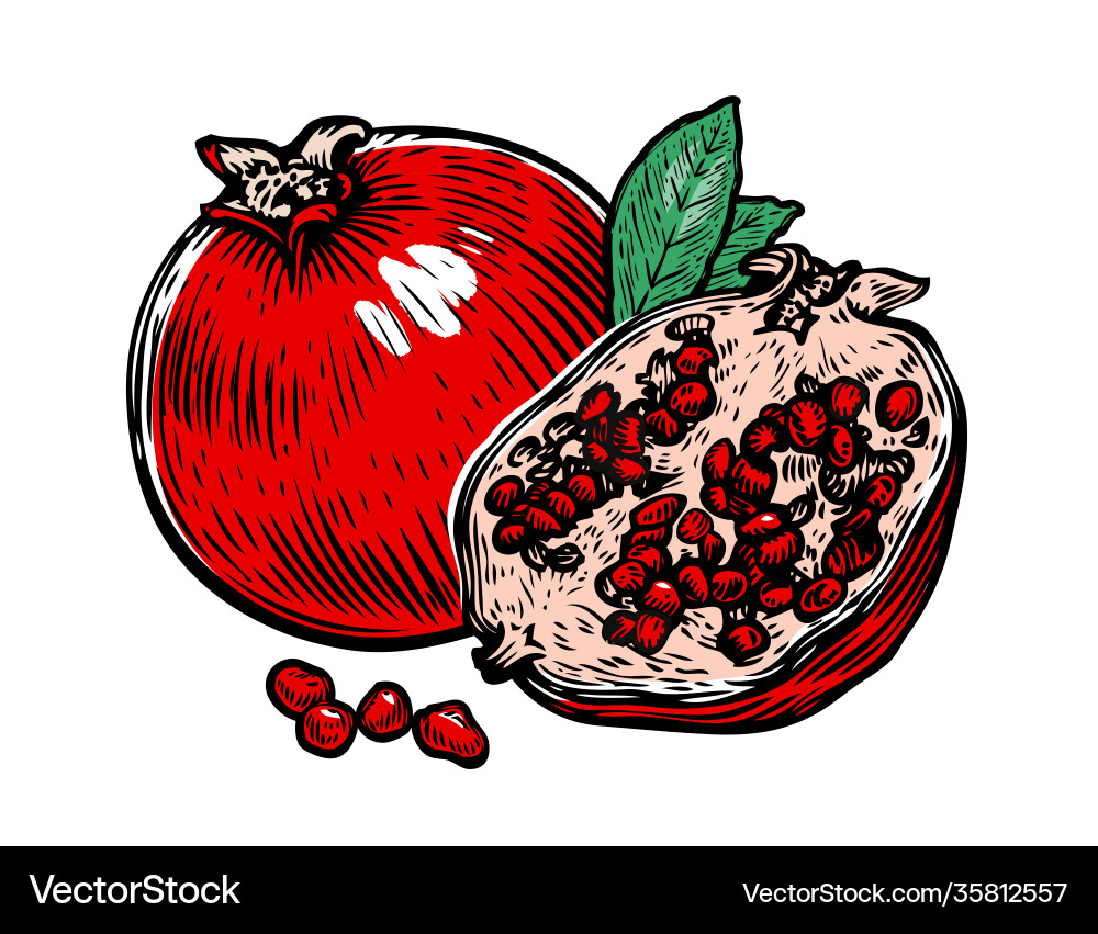 Pomegranate fruit whole half Royalty Free Vector Image