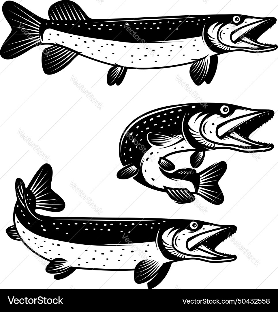 Pike fish in monochrome style isolated Royalty Free Vector