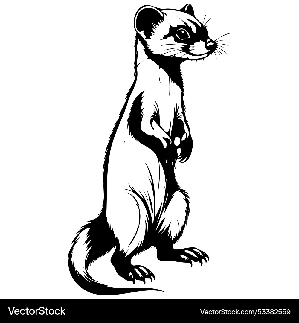 Realistic black-footed ferret drawing Royalty Free Vector