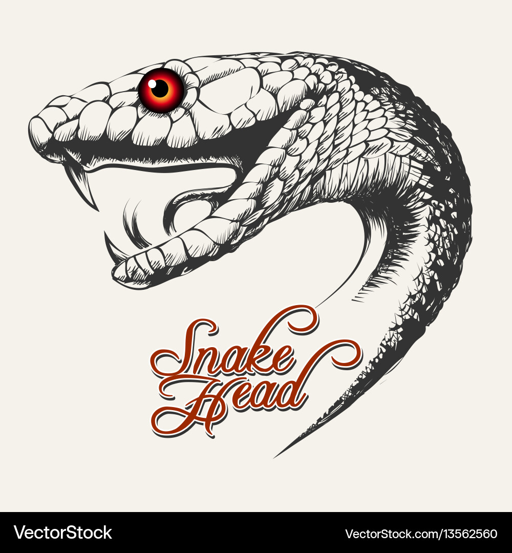 Angry Snake Head Cartoon Vector Images (over 620)