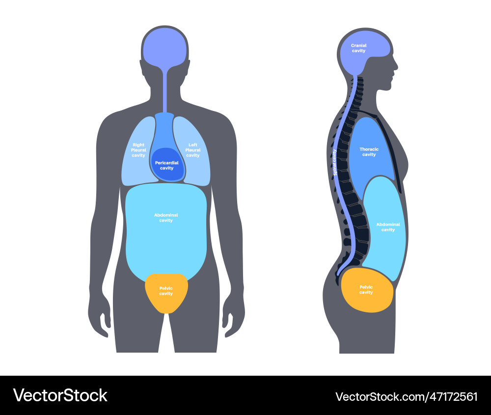 Human Body Cavity Anatomy Poster Royalty Free Vector Image