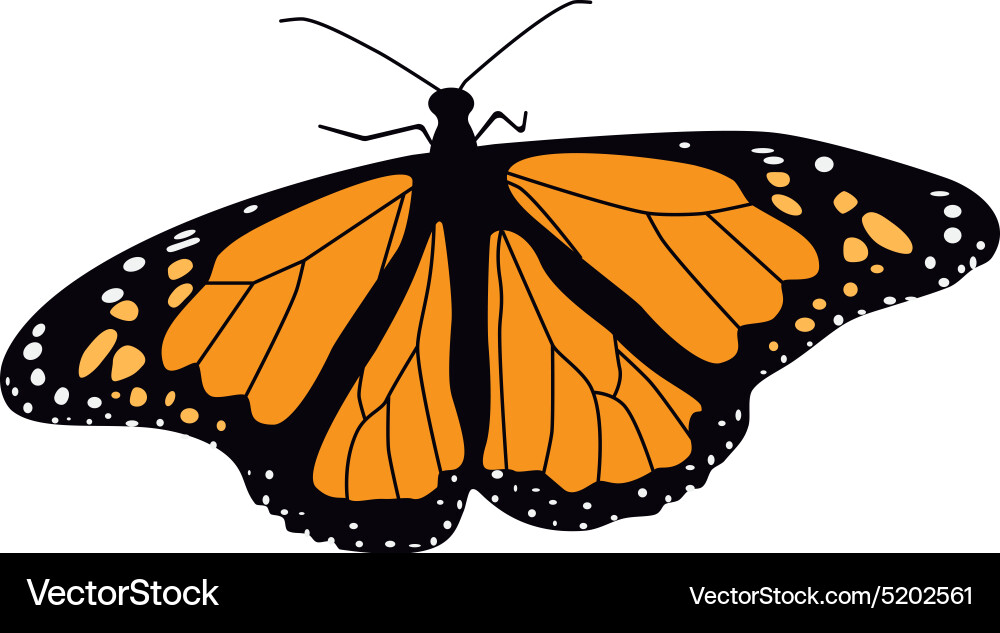 Monarch butterfly Royalty Free Vector Image - VectorStock