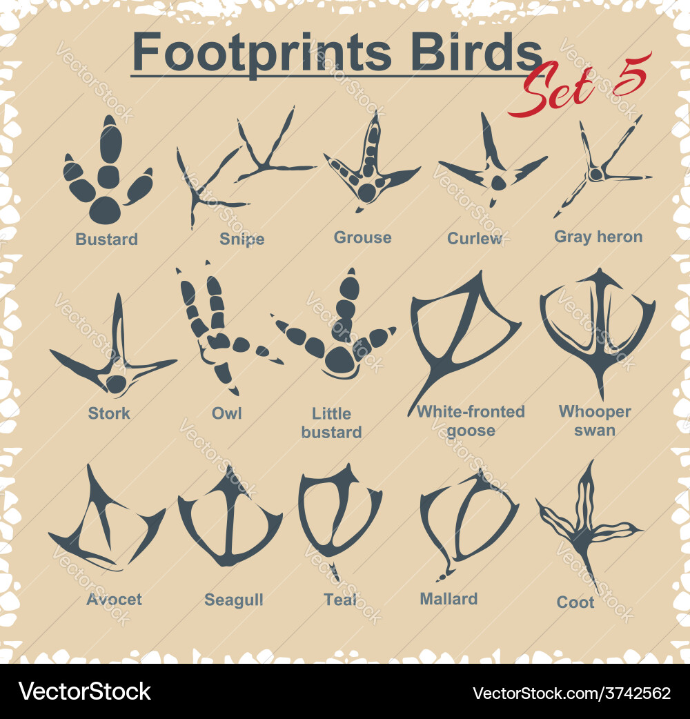 Fußabdrücke Vögel - Set Lizenzfreies Vektorbild