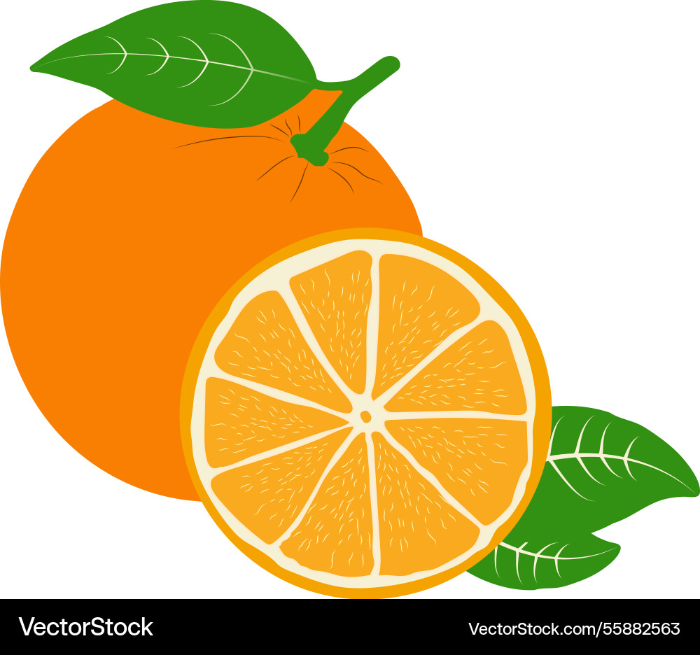 Fresh orange slice Royalty Free Vector Image - VectorStock