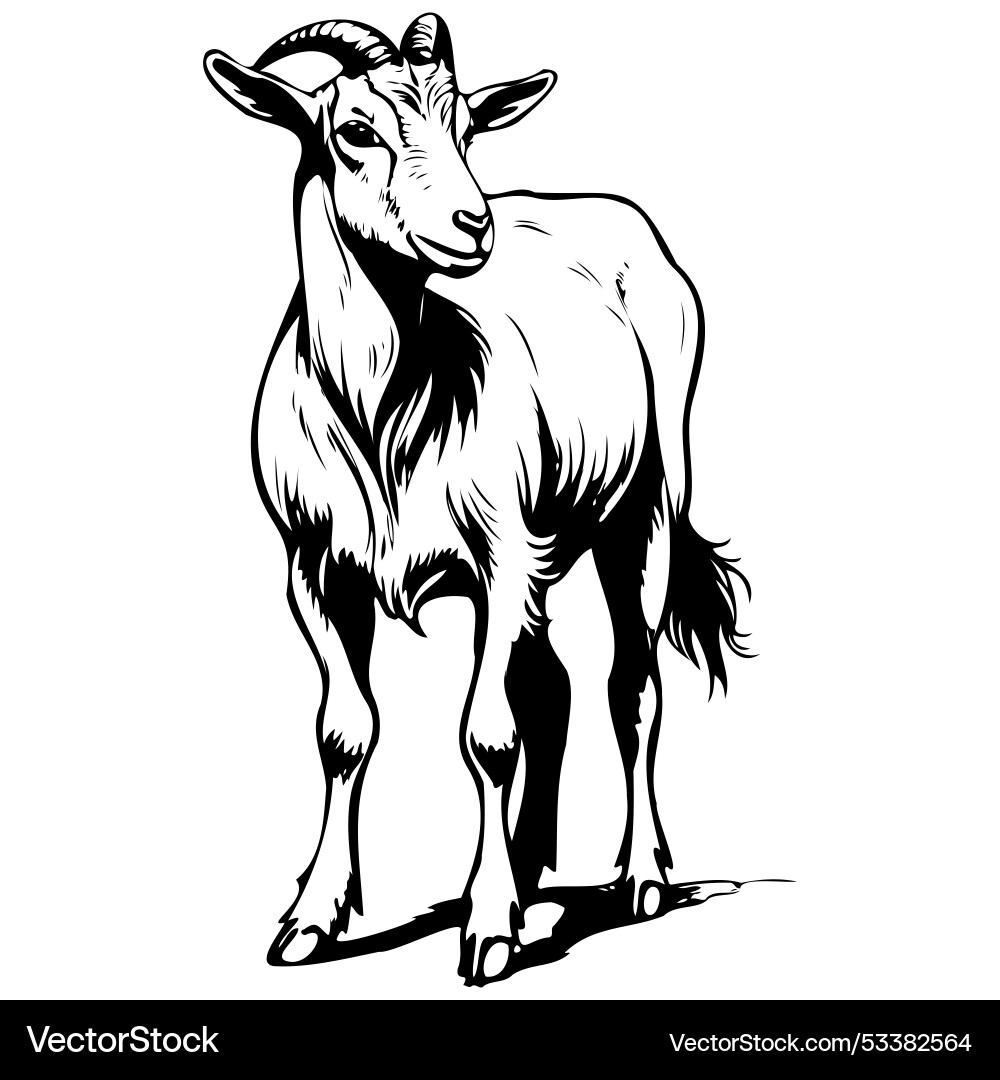 Realistic boer goat drawing realistic hand Vector Image