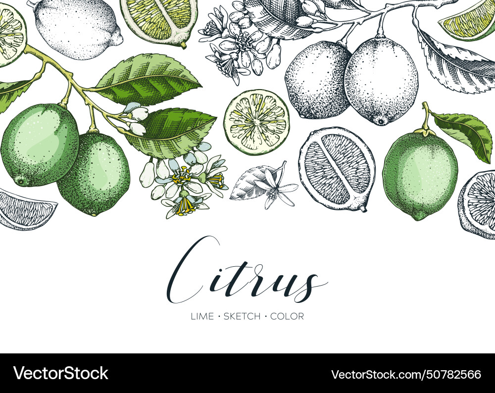 Lime fruit banner exotic plants design template Vector Image