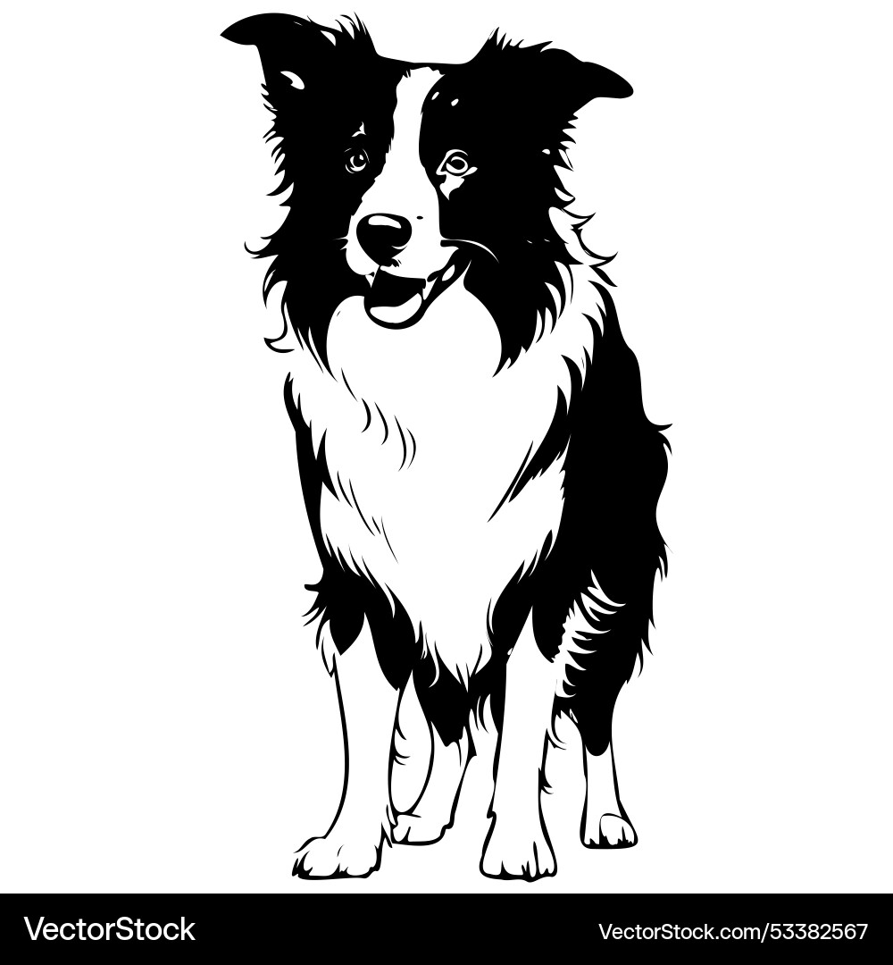 Realistic border collie drawing realistic hand Vector Image