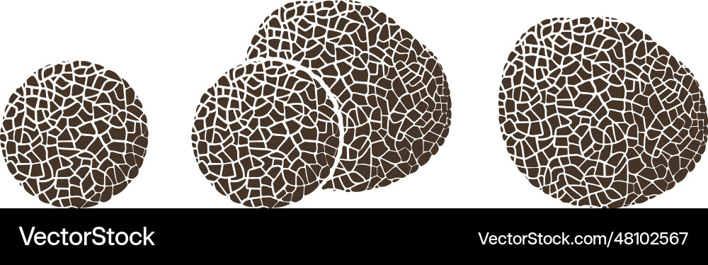 Truffle Royalty Free Vector Image - VectorStock