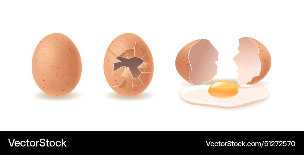 Progressive stages of an egg from intact Vector Image