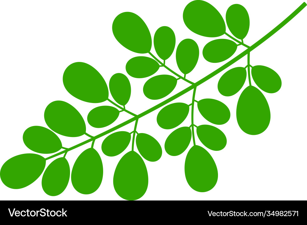 Moringa Royalty Free Vector Image - VectorStock