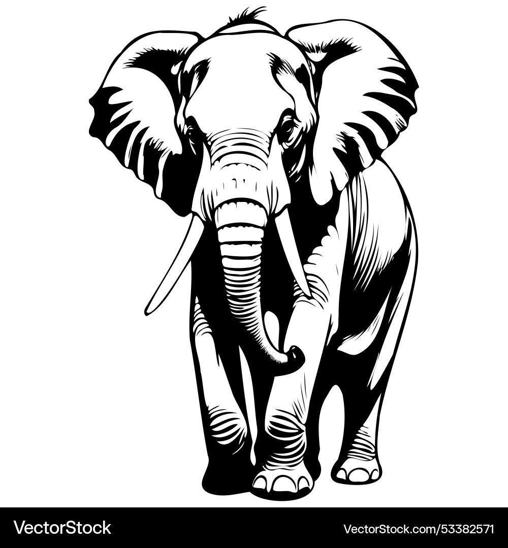 Realistic borneo elephant portrait drawing Vector Image