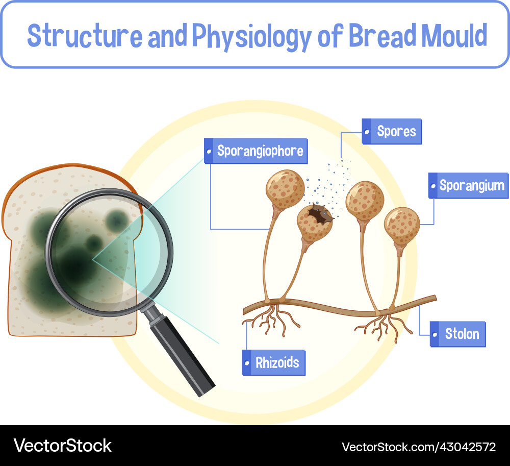Structure and physiology of bread mold Royalty Free Vector
