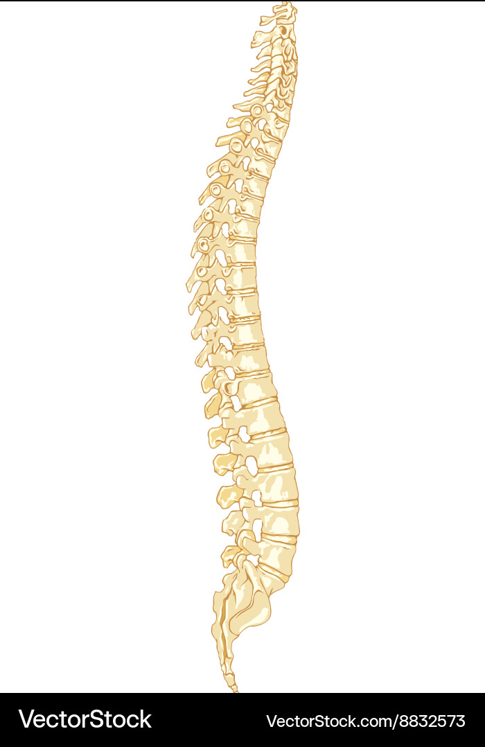 Human anatomy spine system Royalty Free Vector Image