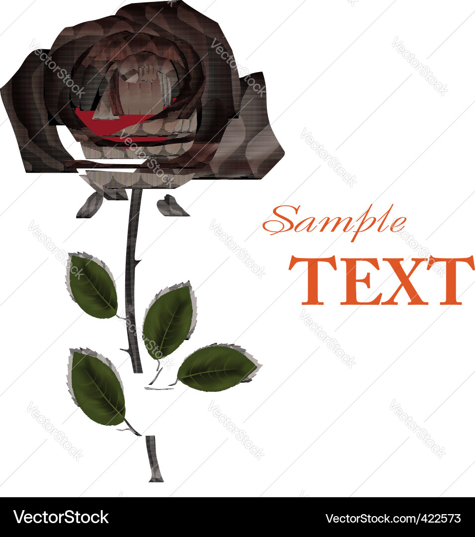 Tea rose Royalty Free Vector Image - VectorStock
