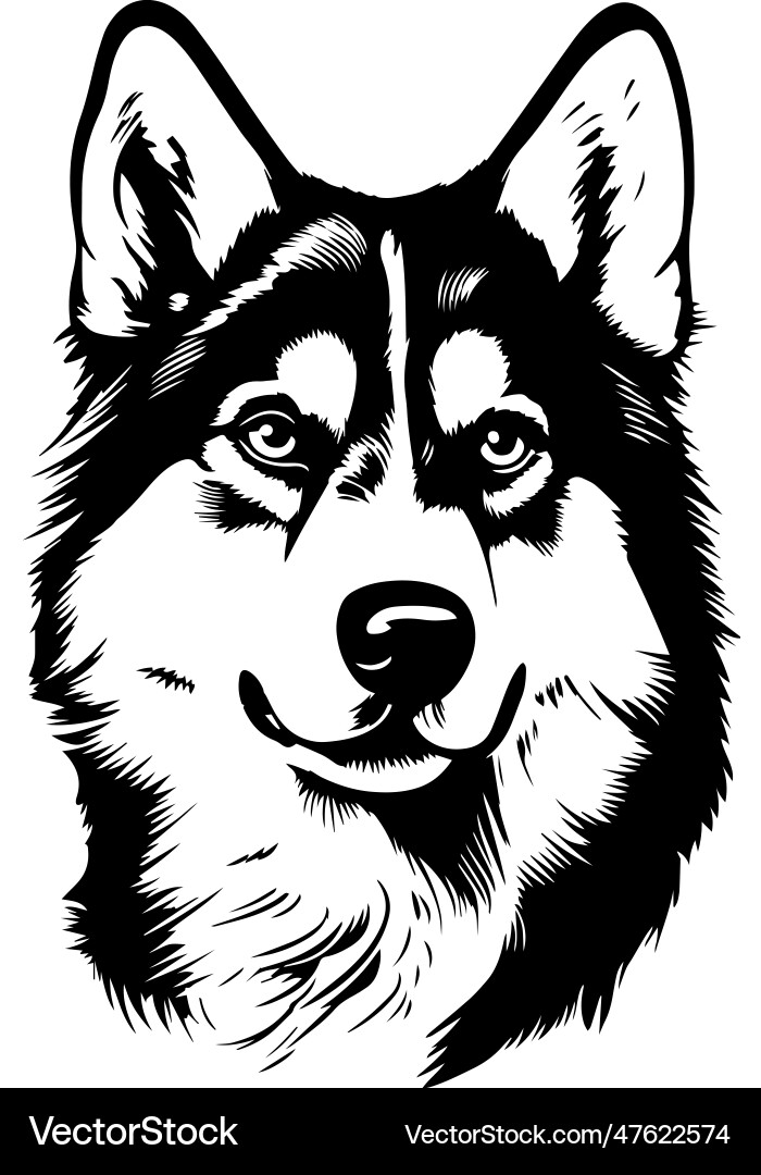 Black and White Husky Portrait Royalty Free Vector Image