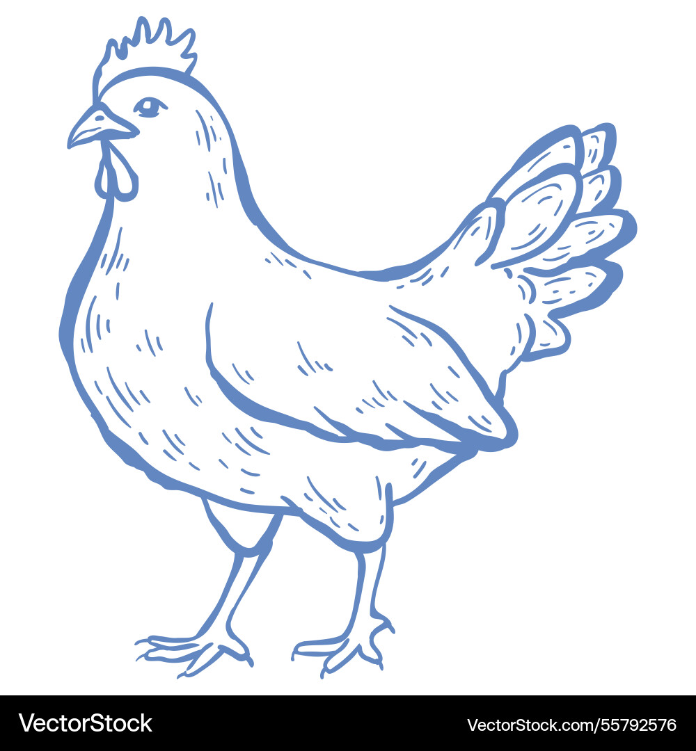 Line art chicken Royalty Free Vector Image - VectorStock