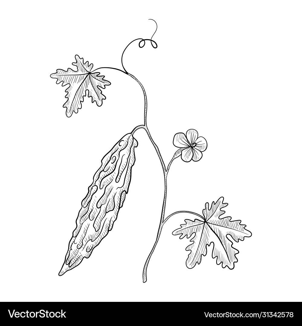 Drawing bitter melon plant Royalty Free Vector Image
