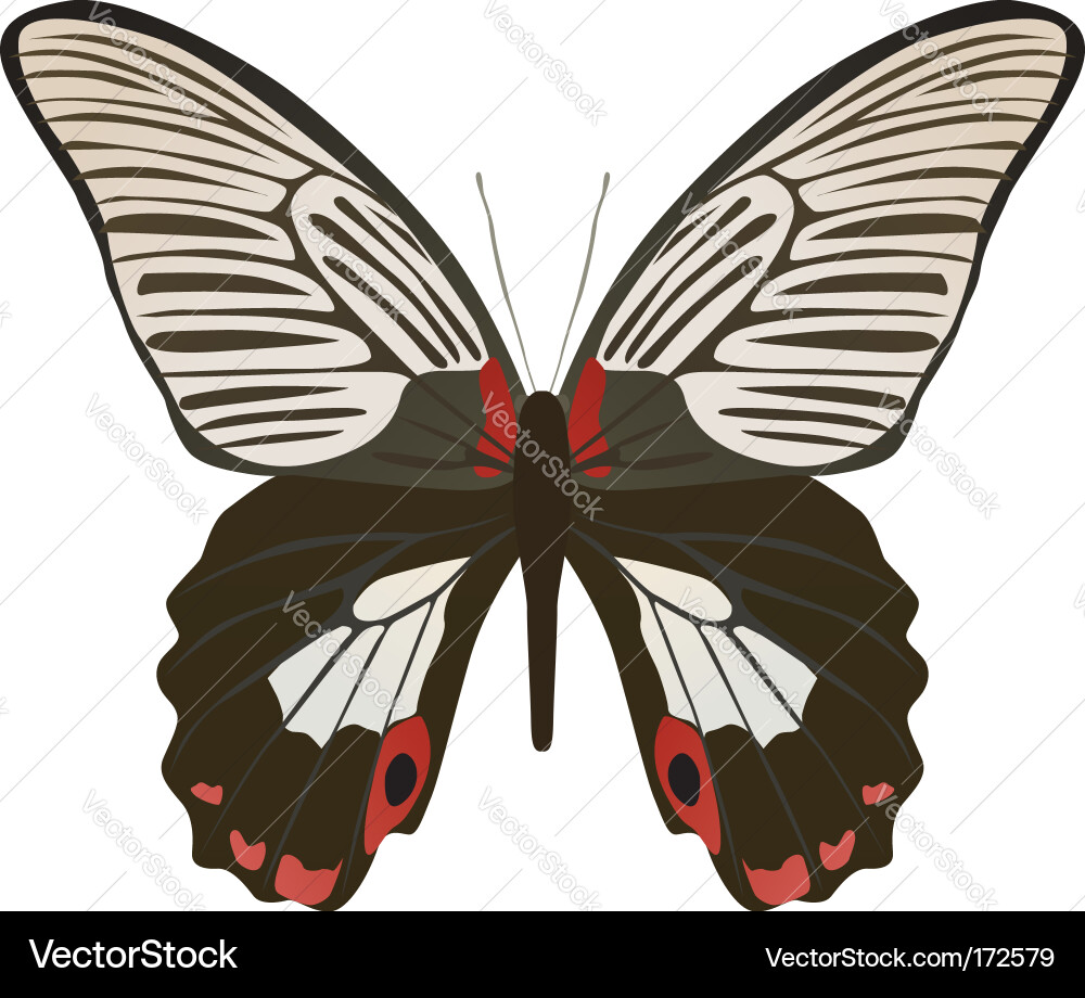 Butterfly Royalty Free Vector Image - VectorStock