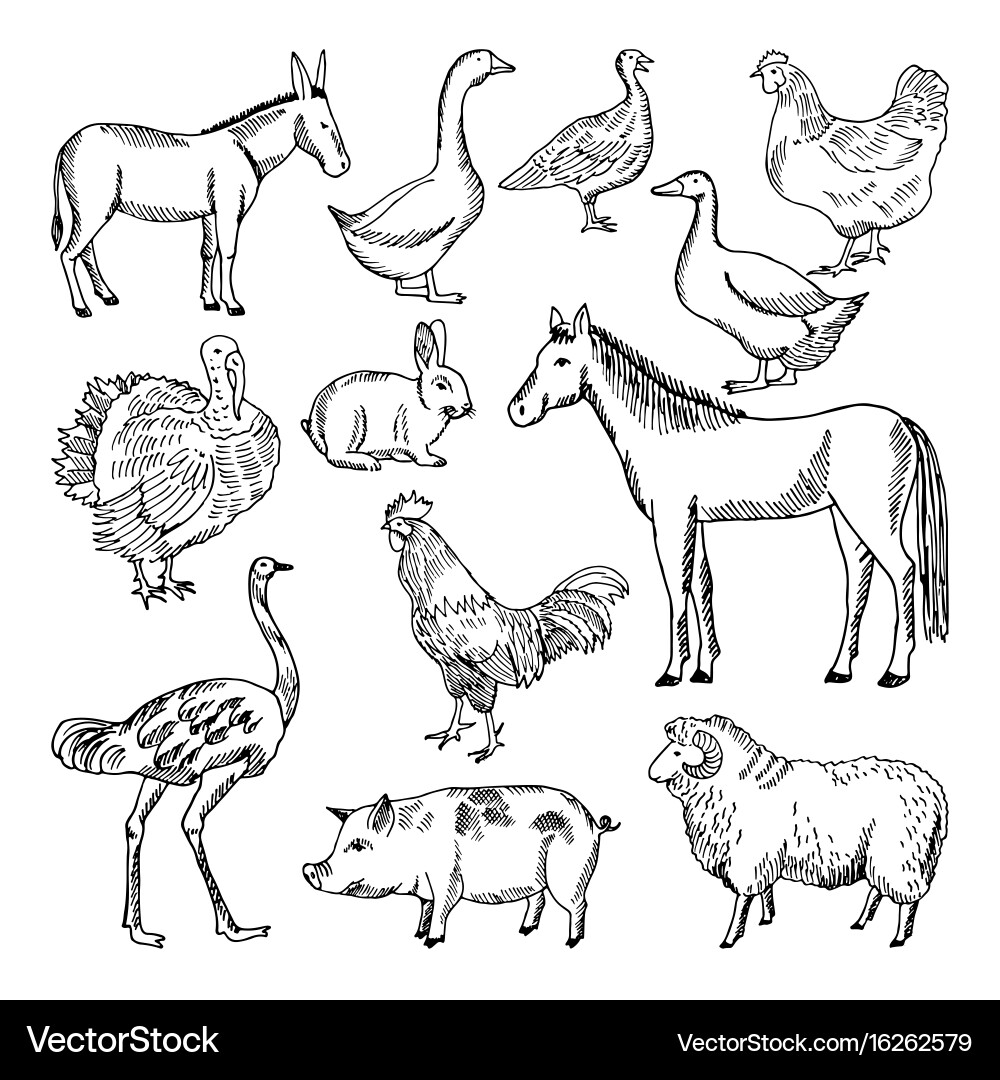 Farm Animal Sketch Collection Royalty Free Vector Image