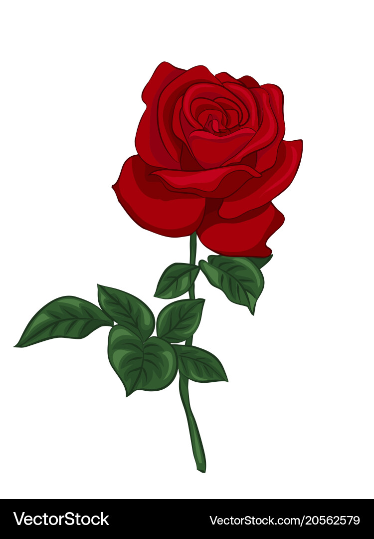 Single red rose Royalty Free Vector Image - VectorStock