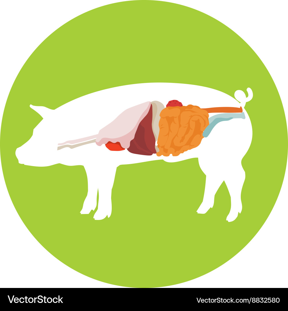 Pig anatomy digestive system Royalty Free Vector Image