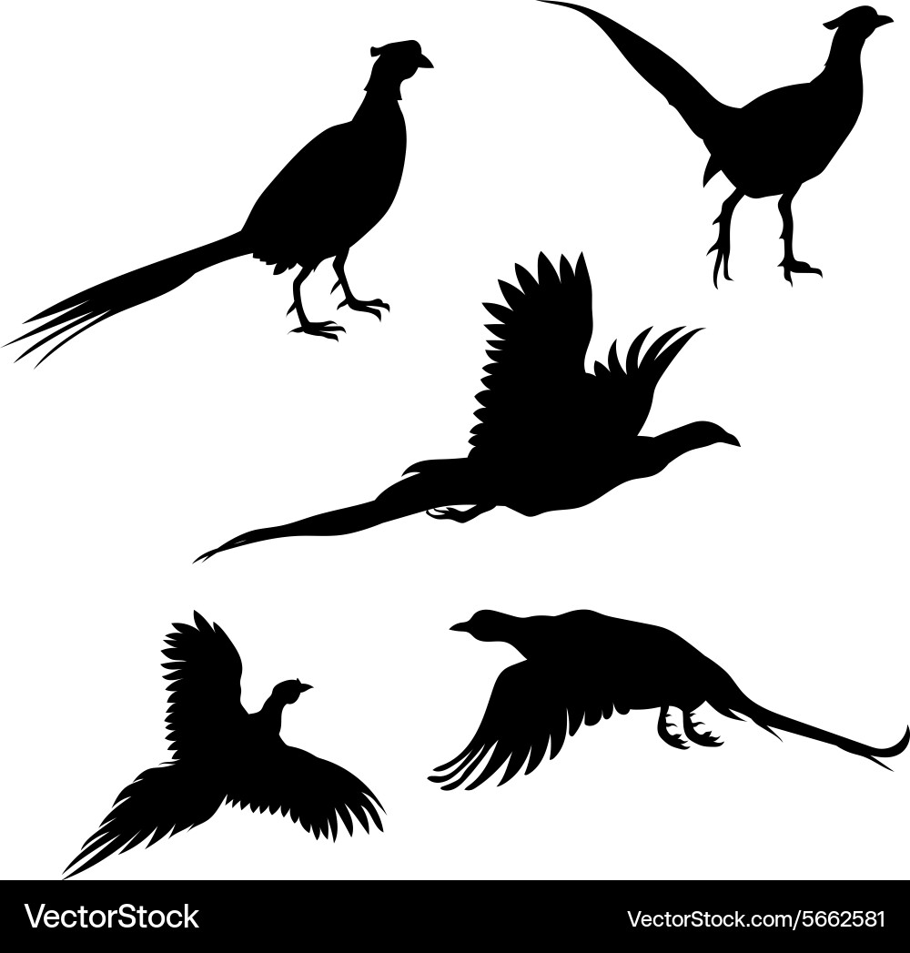 Bird pheasant silhouettes Royalty Free Vector Image