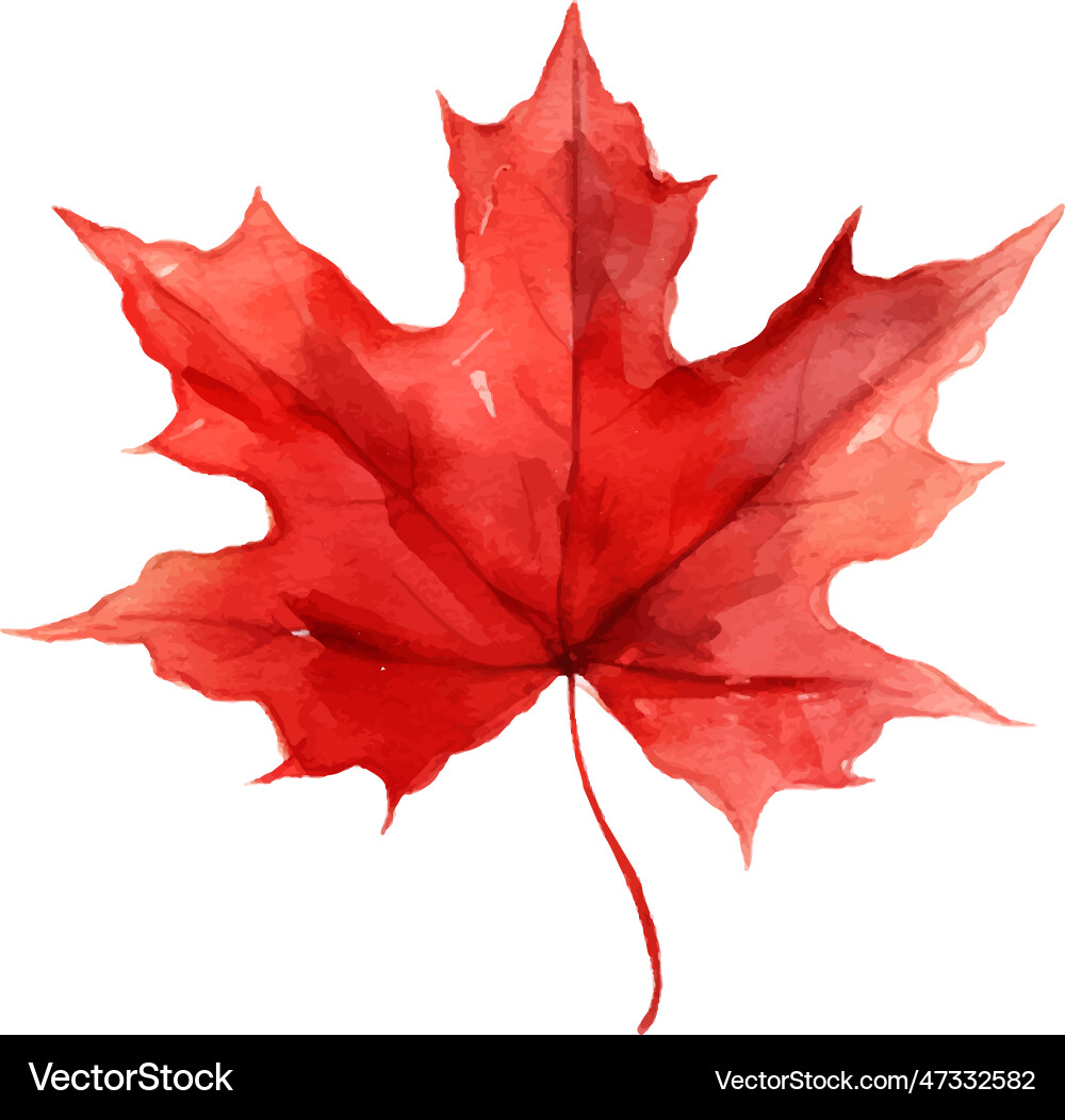 Beautiful watercolor red maple leaf canada day Vector Image