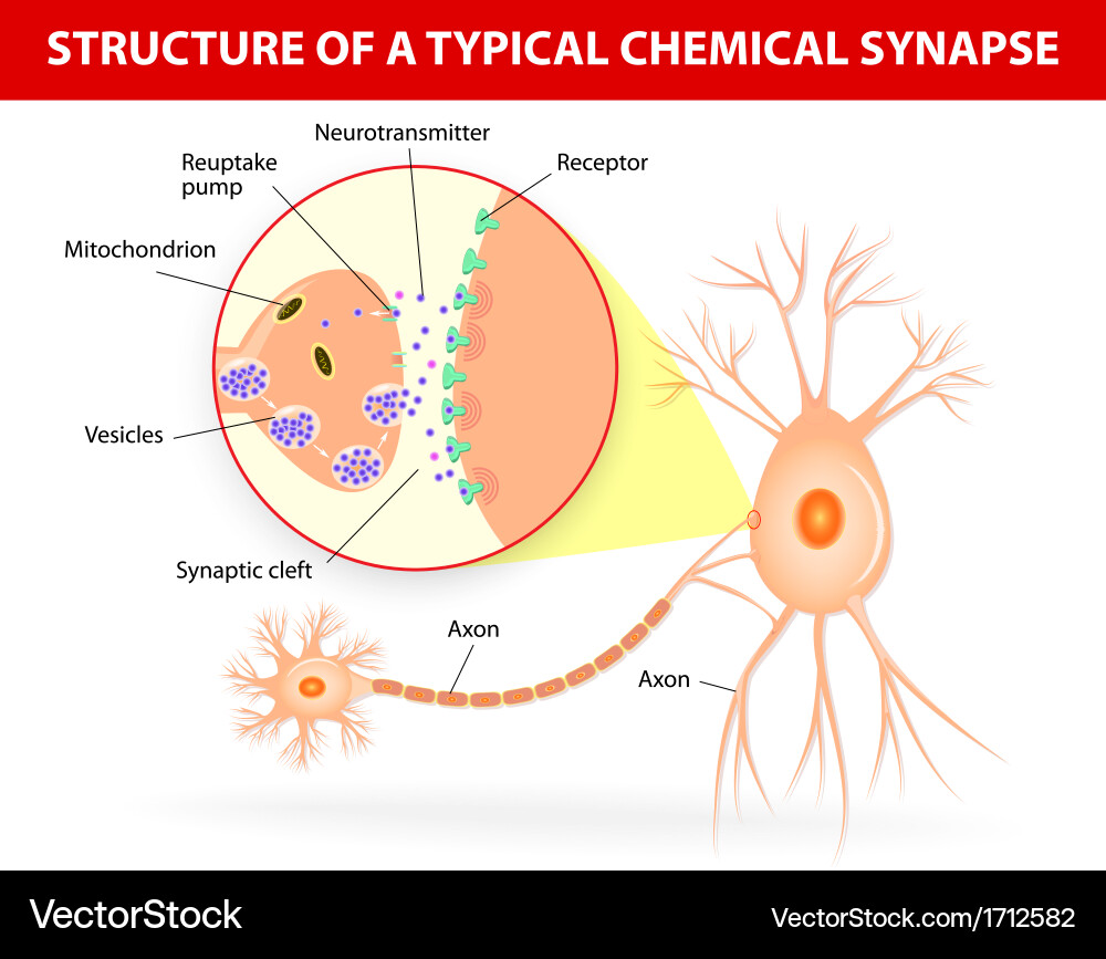 Chemical Synapse Neurotransmission Royalty Free Vector Image