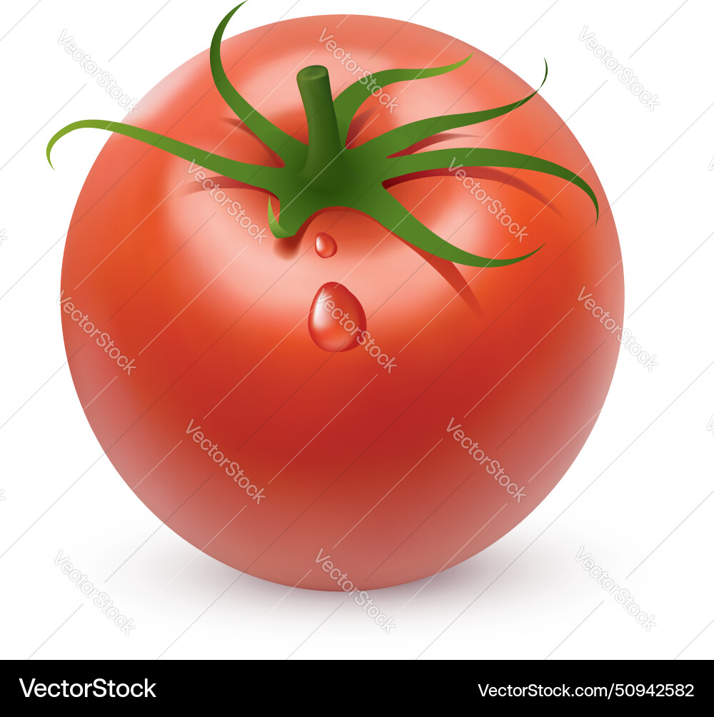 Red tomato Royalty Free Vector Image - VectorStock