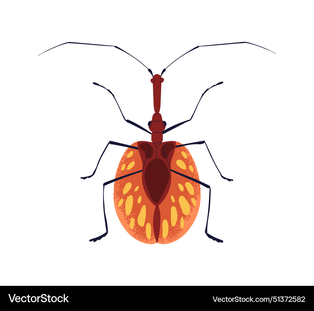 Violin beetle mormolyce phyllodes bug with spots Vector Image