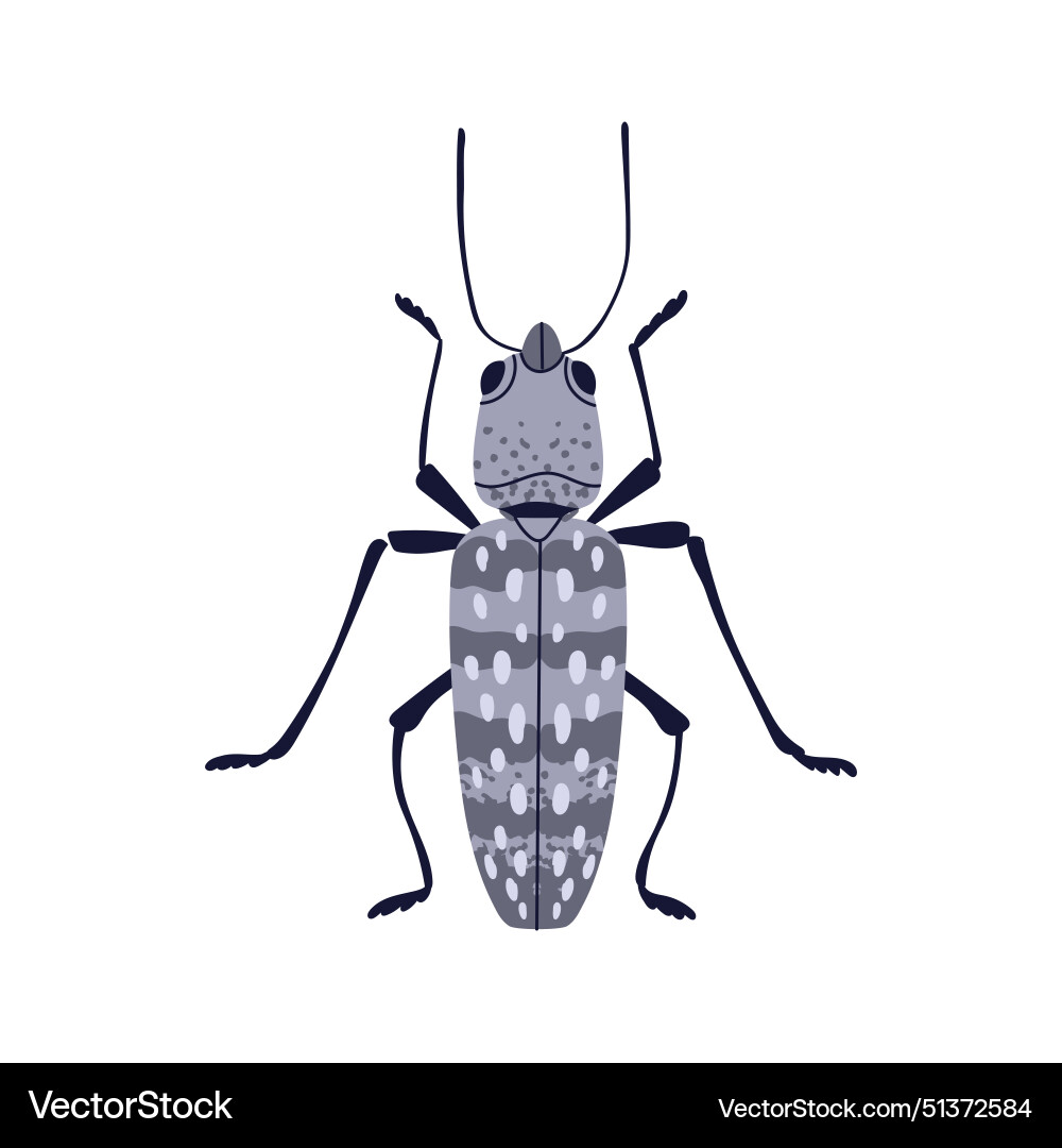 Eastern eyed click beetle long bug with spots Vector Image