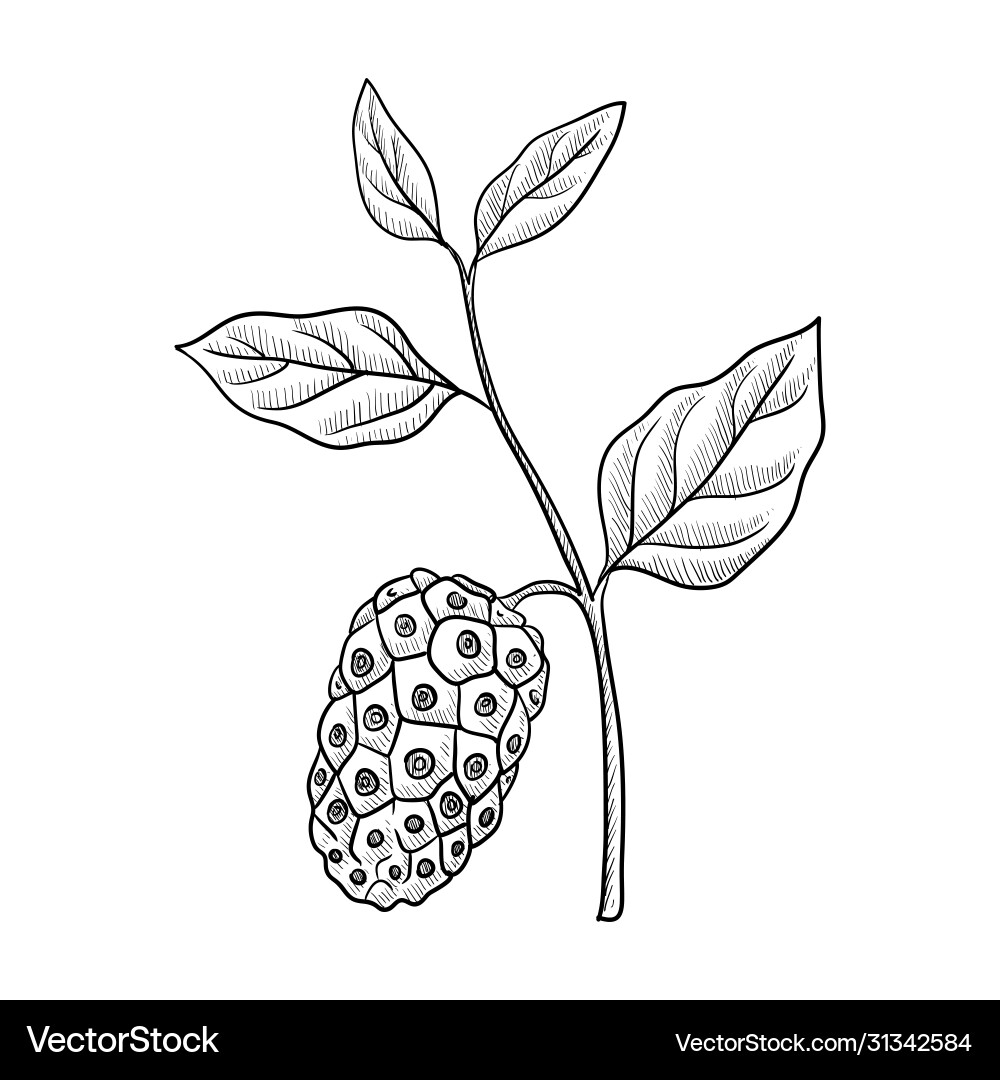 Noni Fruit Drawing Royalty Free Vector Image - VectorStock