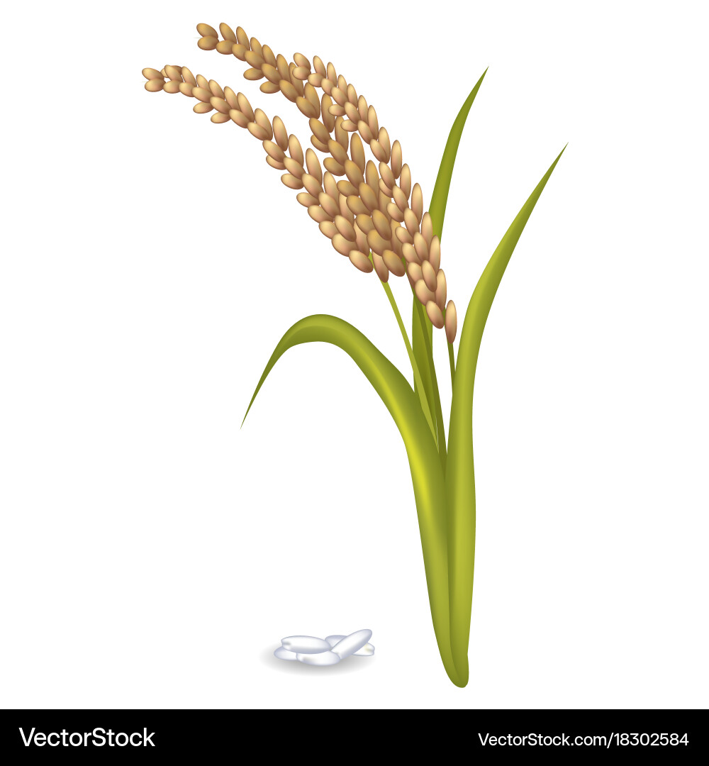 Paddy ears with rice grain pile on white poster Vector Image