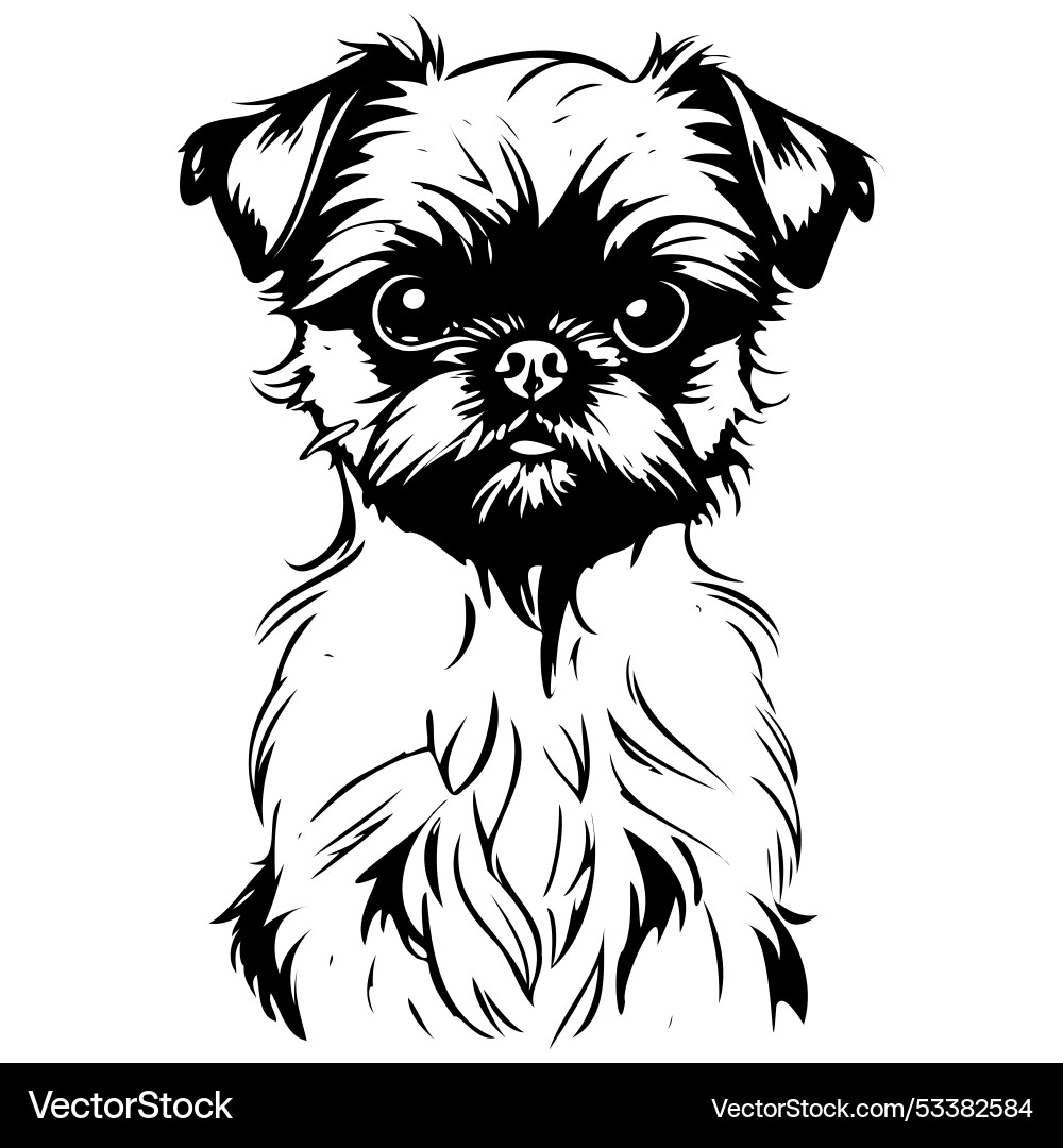 Realistic brussels griffon portrait drawing Vector Image