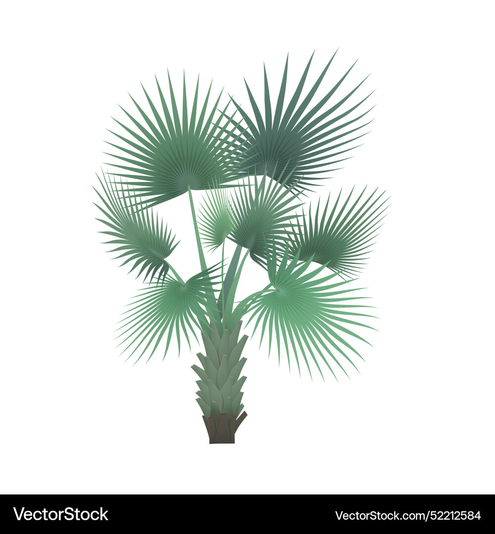 Tropical green palm tree with foliage natural Vector Image