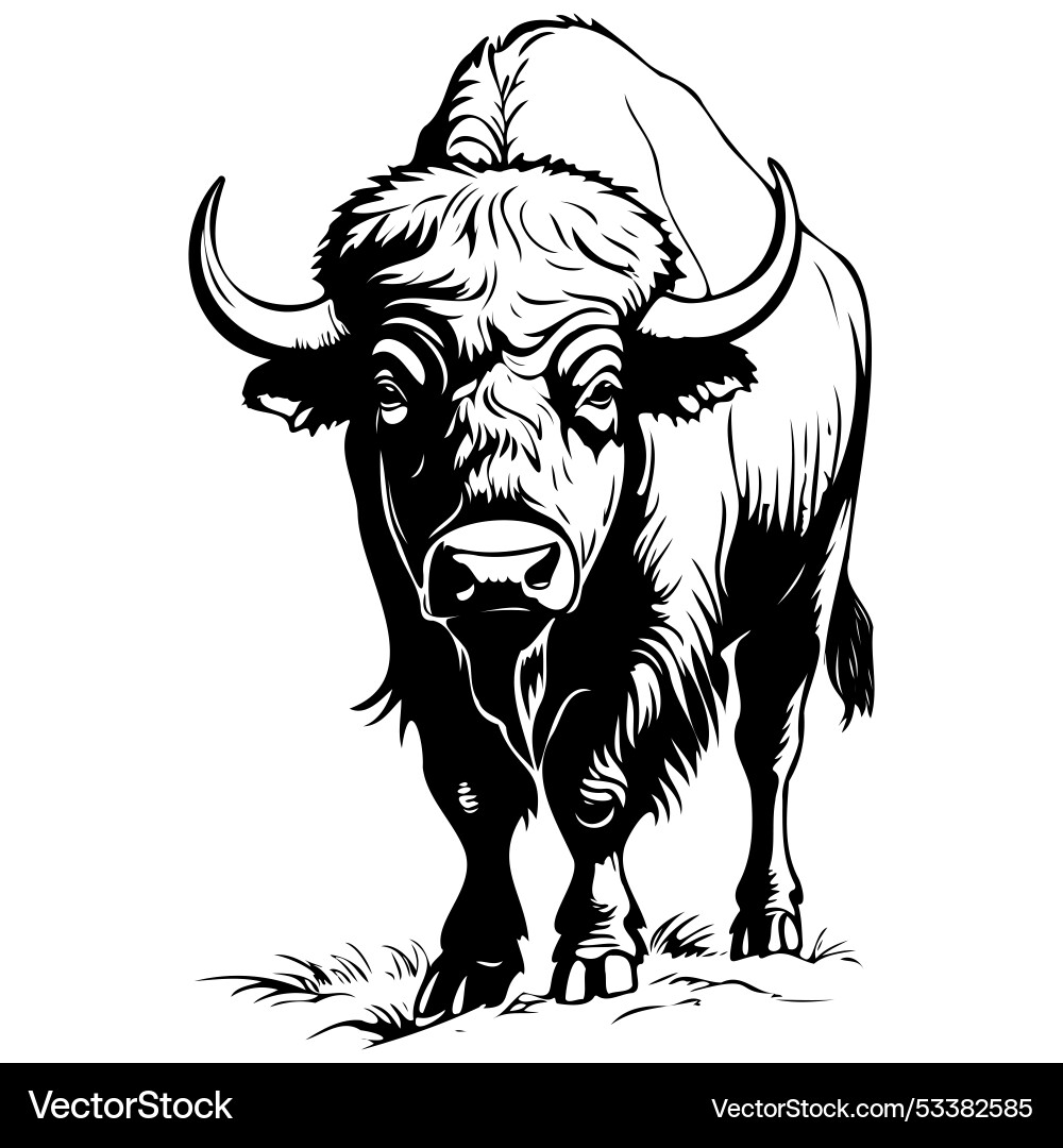 Realistic buffalo drawing hand Royalty Free Vector Image