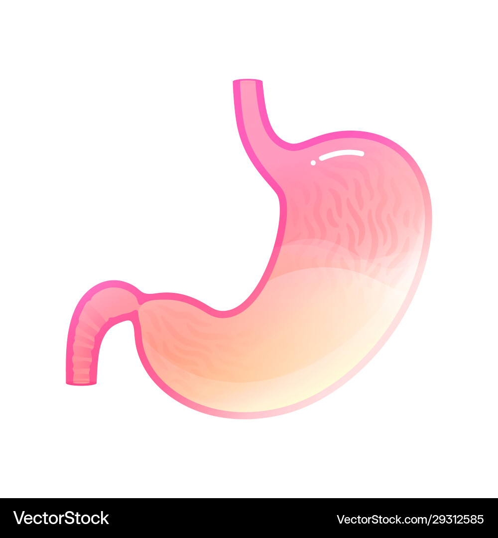 Stomach Anatomy Diagram Royalty Free Vector Image