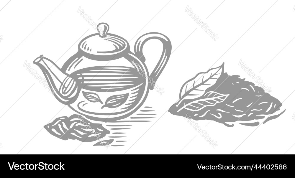 Green tea sketch teapot with leaf drawing Vector Image